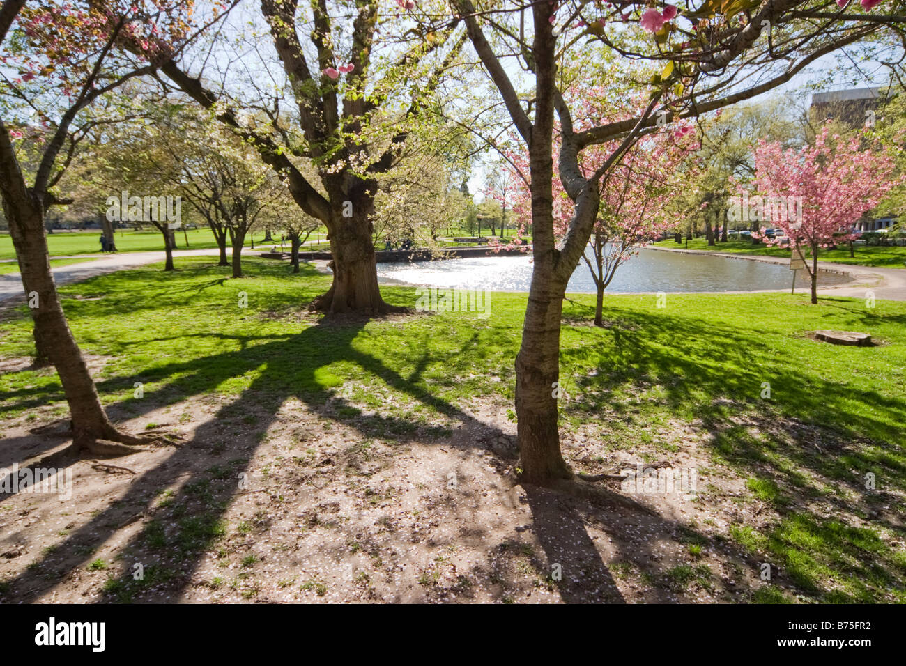 Trees and pond in a park Stock Photo - Alamy