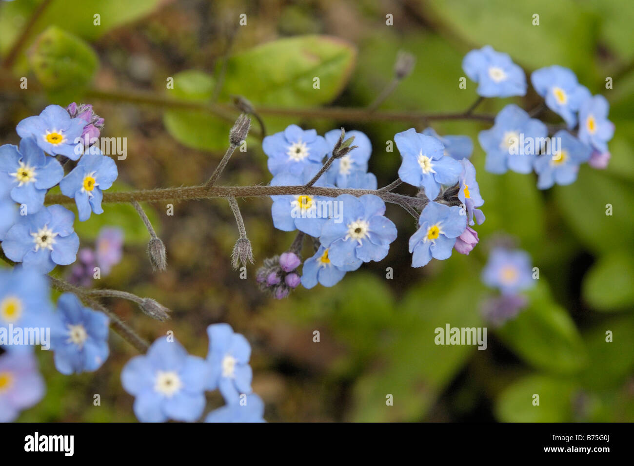 Wood Forget-me-not, myosotis sylvatica Stock Photo - Alamy
