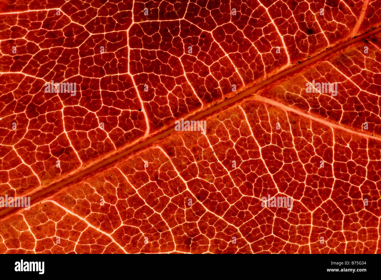 red leaf with veins Stock Photo - Alamy