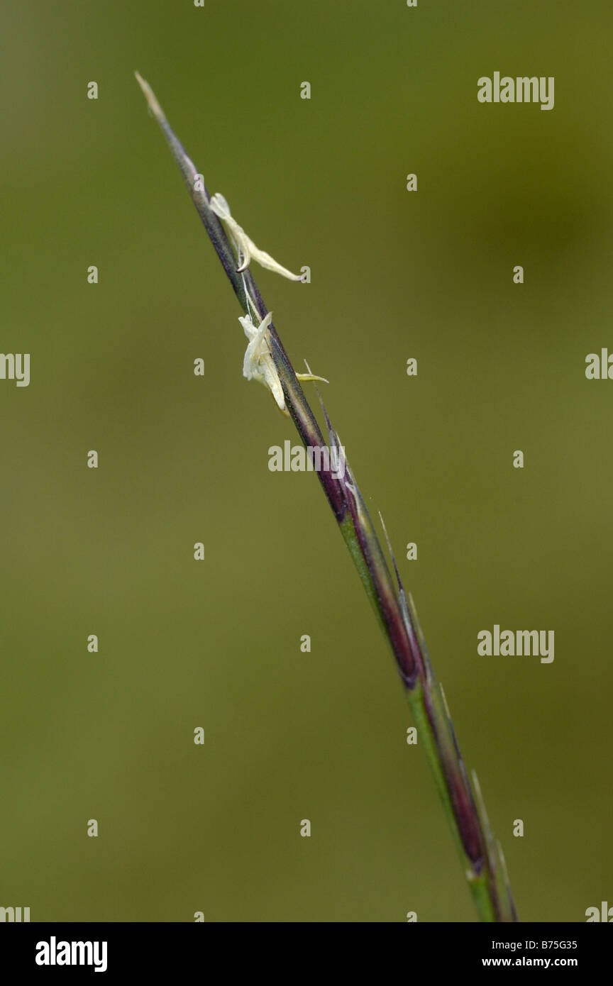 Nardus hi-res stock photography and images - Alamy