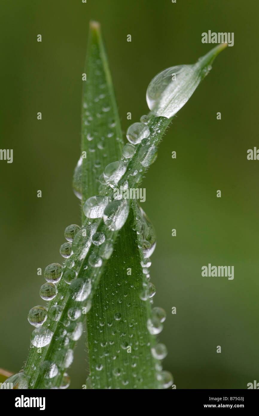 Waterdrop hi-res stock photography and images - Alamy