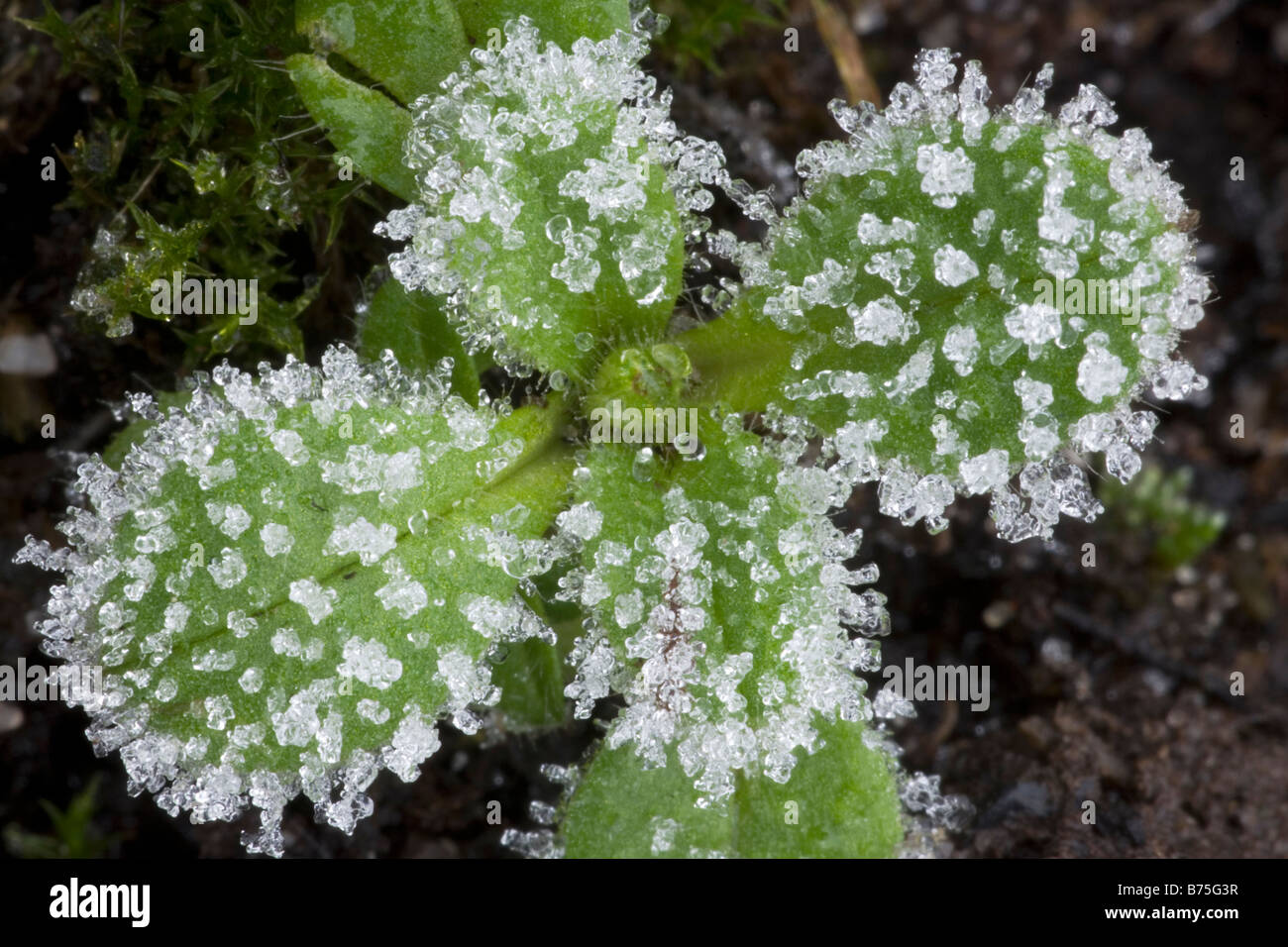 leaf with ice crystal Stock Photo - Alamy