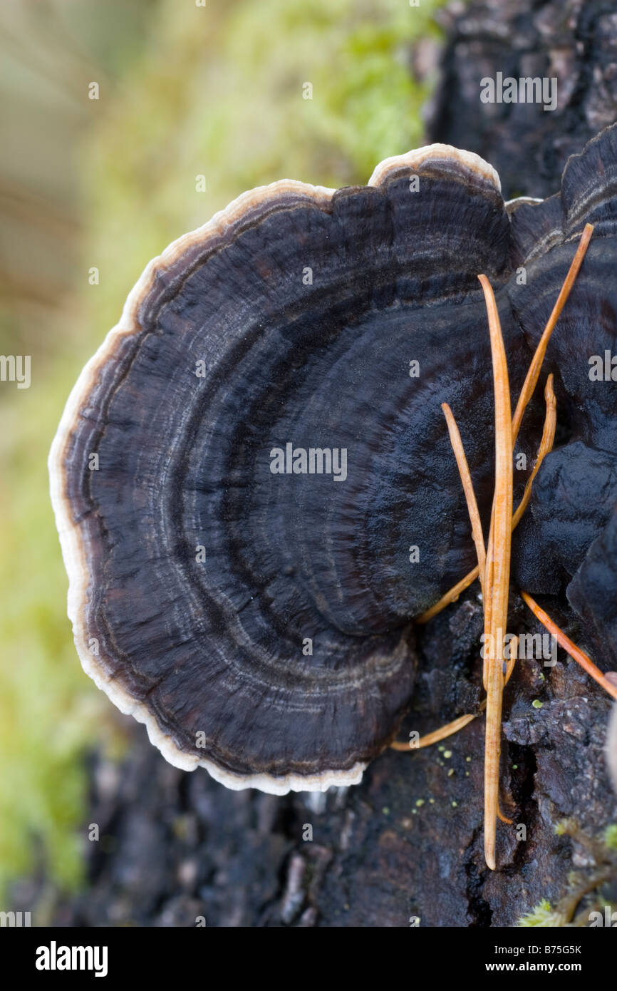 Coriolus versicolor hi-res stock photography and images - Alamy