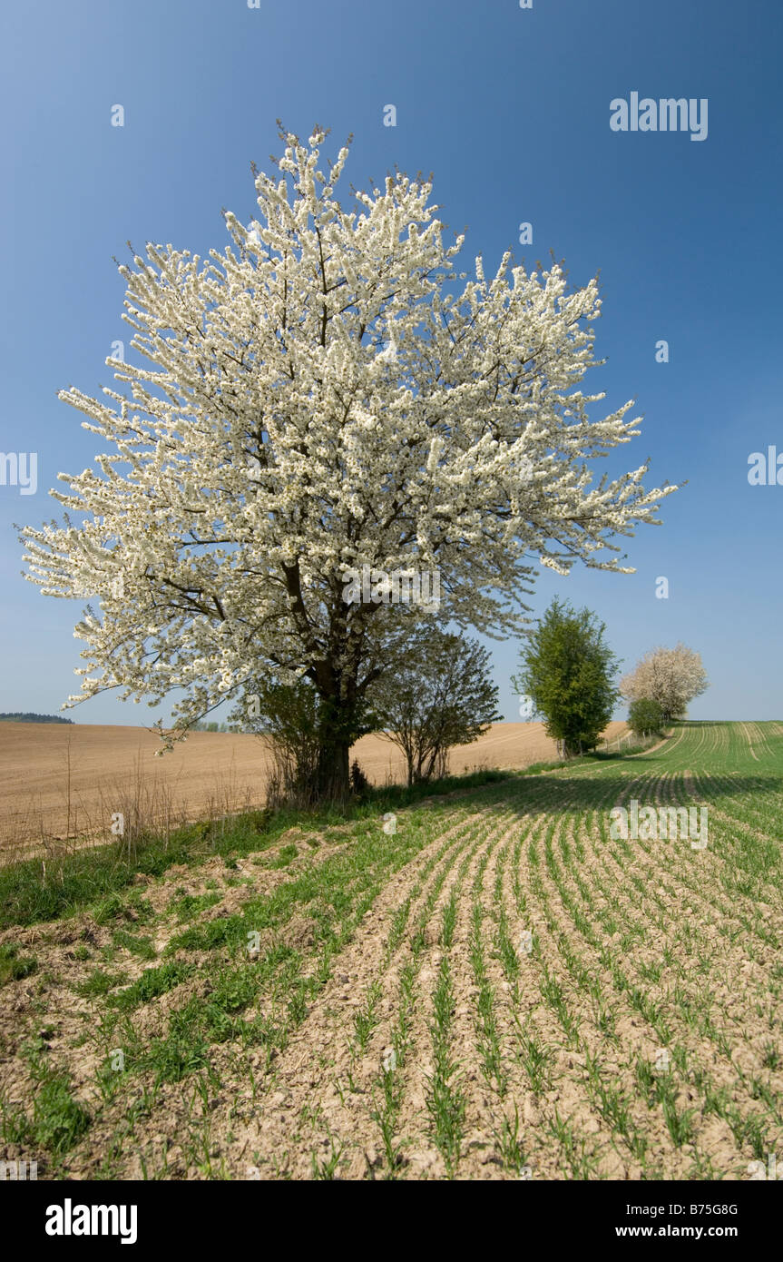 blossoming trees at the wayside springtime germany Stock Photo - Alamy