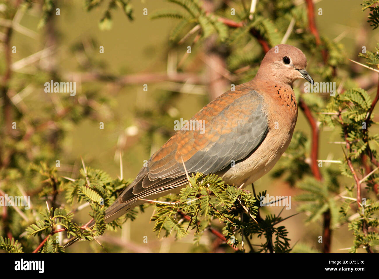 Laughing Dove Streptopelia senegalensis pigeon africa kaplachtaube ...