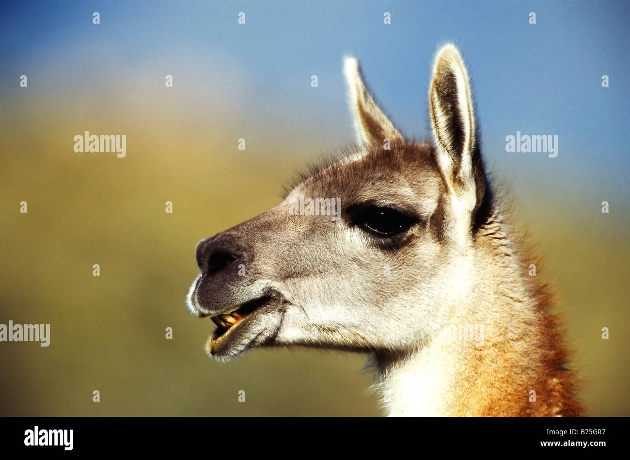 Guanako im Torres del Paine Nationalpark in Chile Guanako Huanako Lama ...
