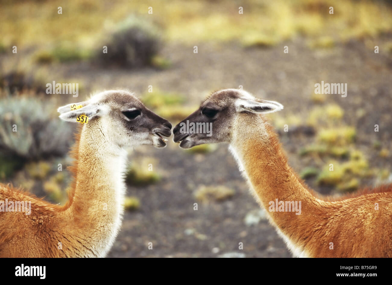 Guanakos im Torres del Paine Nationalpark in Chile Guanako Huanako Lama ...