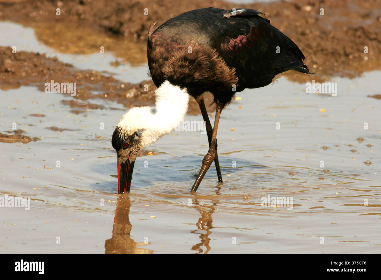 Ciconia episcopus wolly necked stork ciconiidae africa wollhalsstorch ...