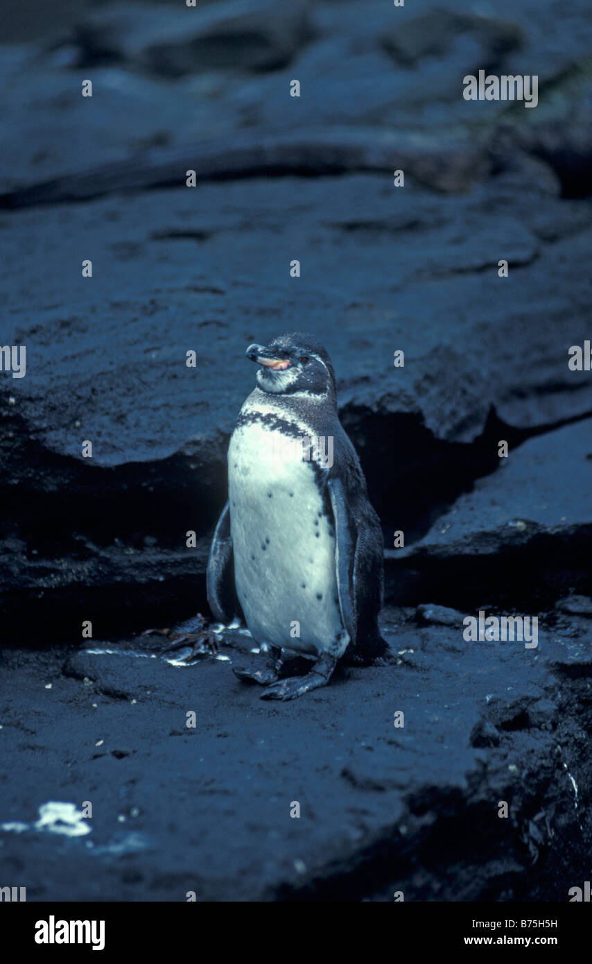 penguin standing on rocky shore Stock Photo - Alamy