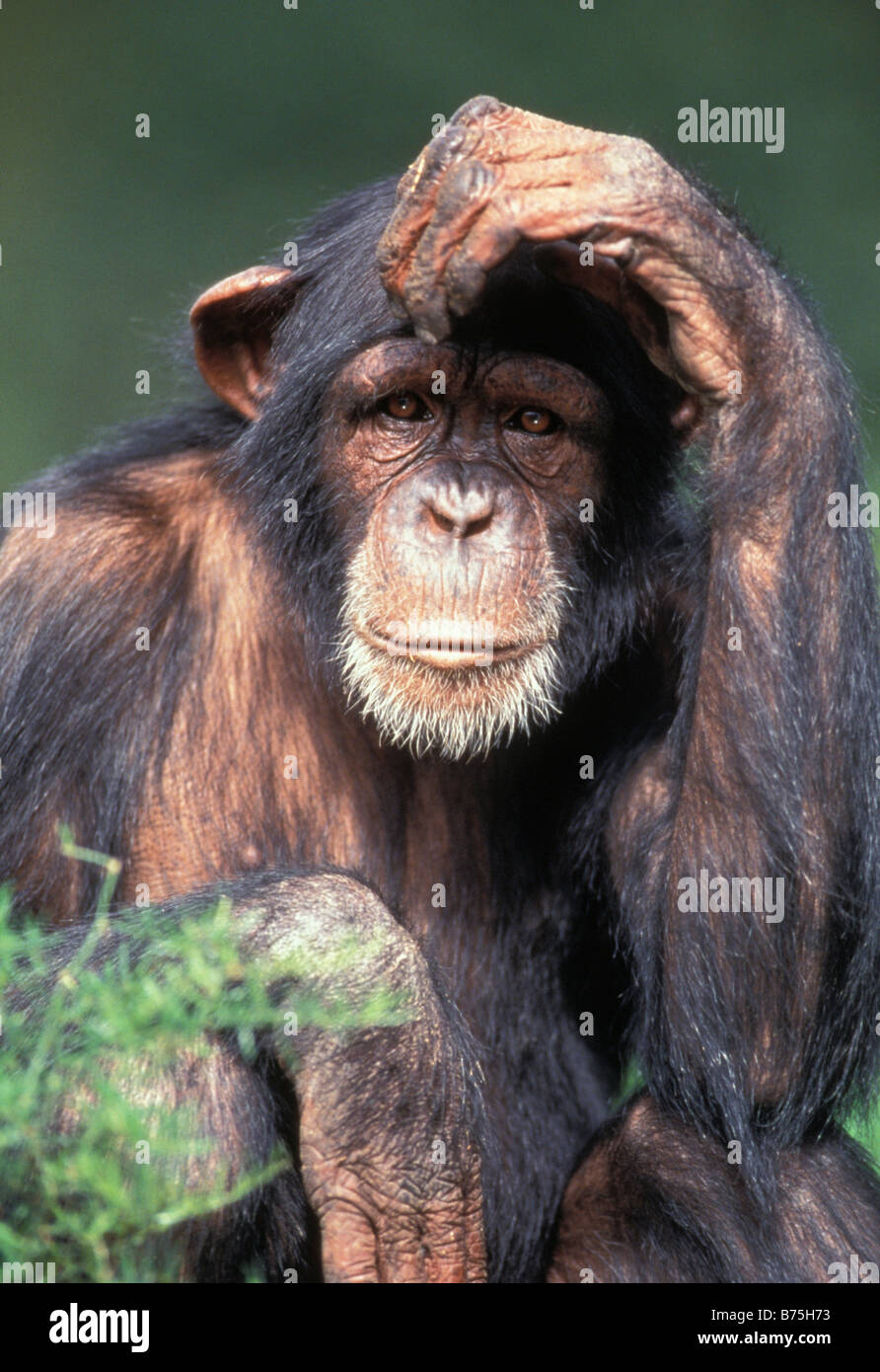 Monkey hand on head hi-res stock photography and images - Alamy