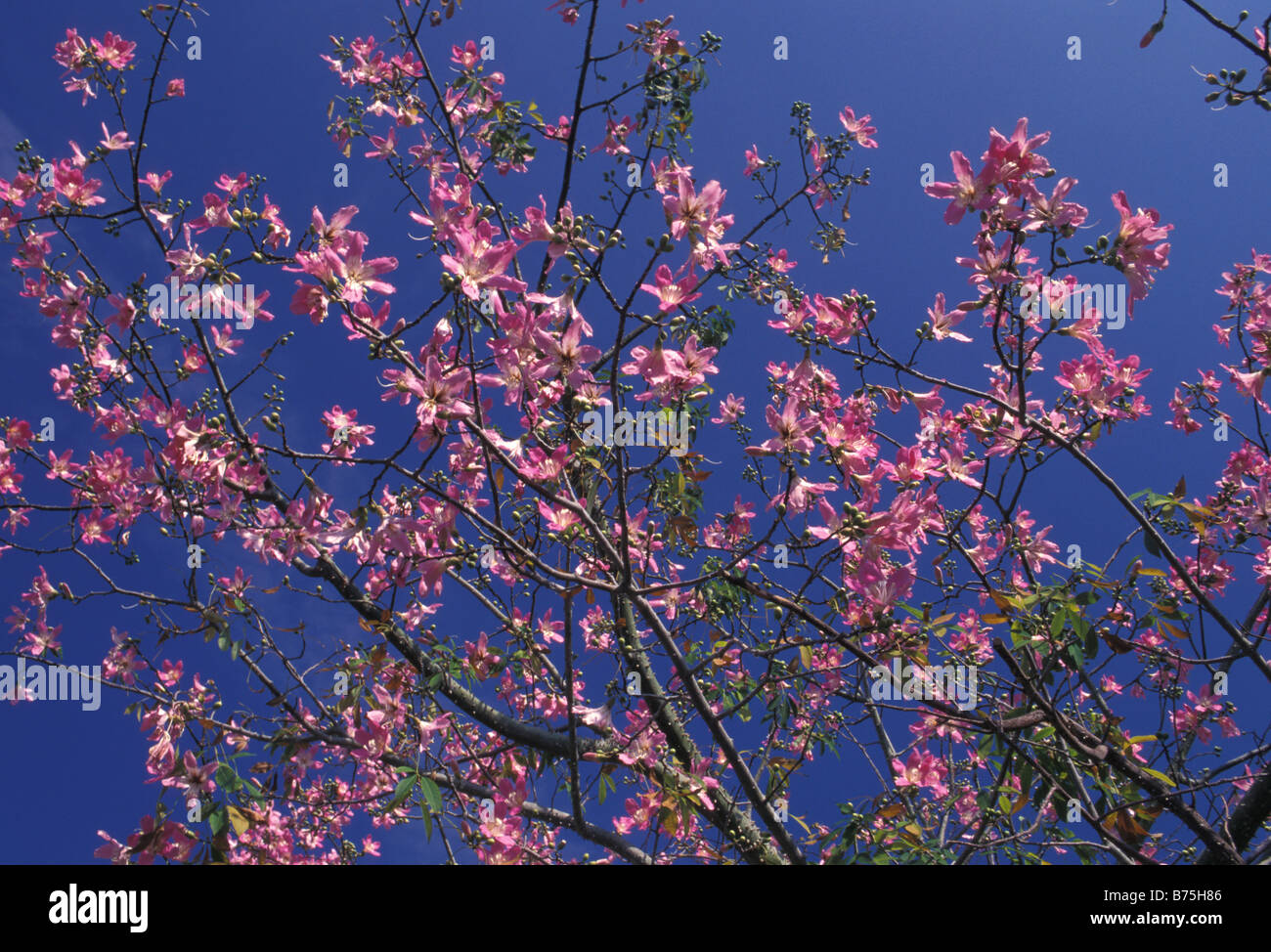 chorisia tree in bloom Stock Photo - Alamy