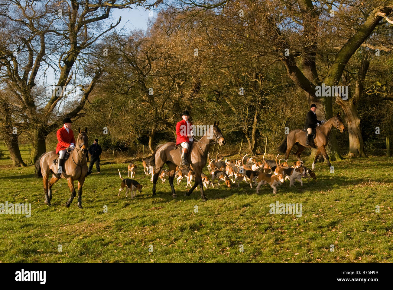 Banning of fox hunting hi-res stock photography and images - Alamy