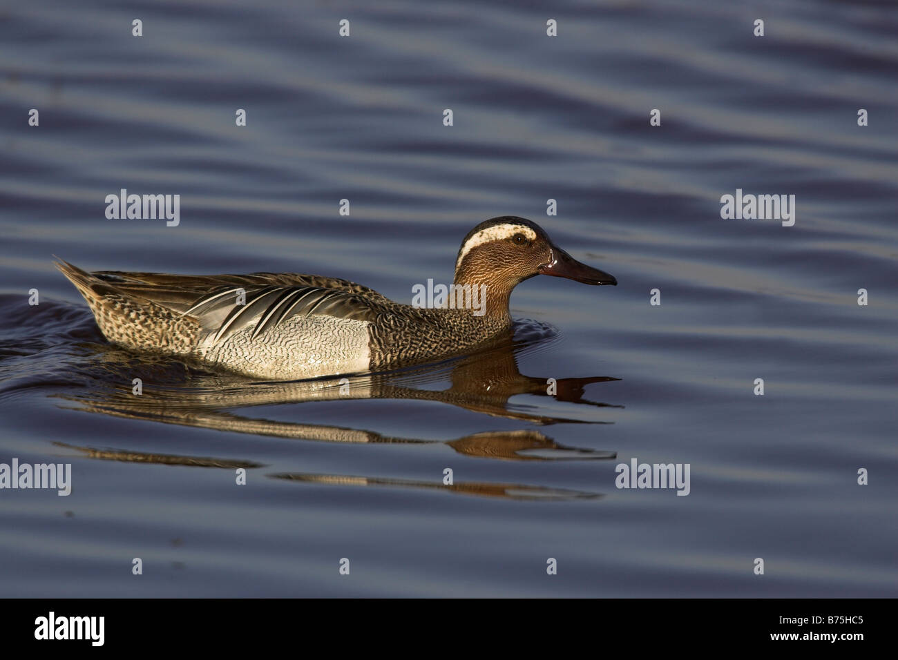 Garganeys hi-res stock photography and images - Alamy