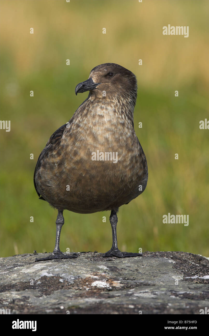 Common skuas hi-res stock photography and images - Alamy