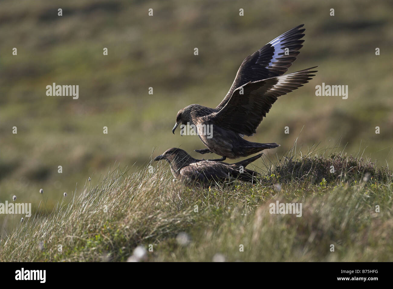 Common skuas hi-res stock photography and images - Alamy