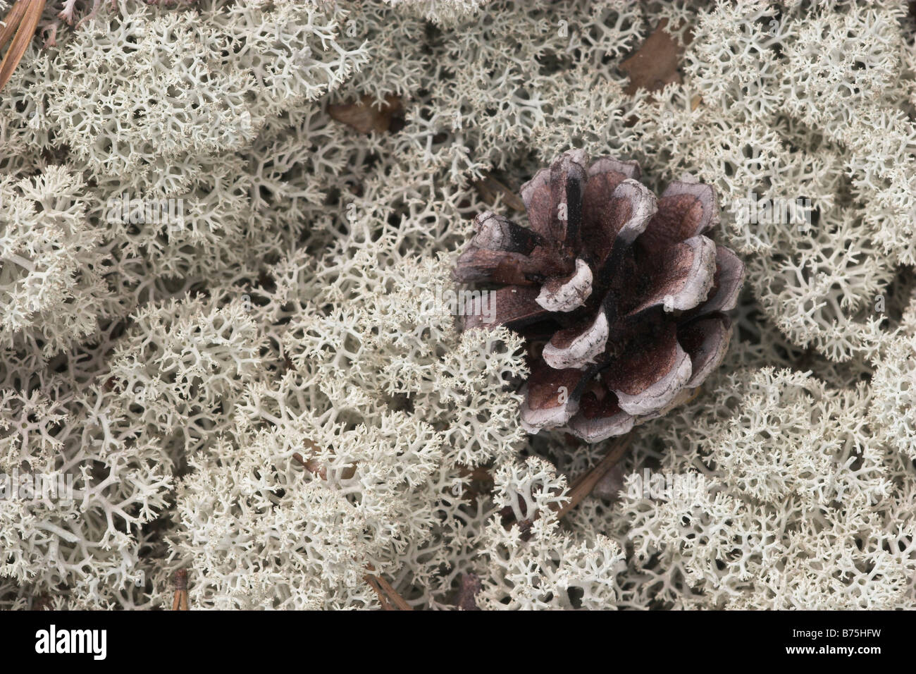 Flechte hi-res stock photography and images - Alamy