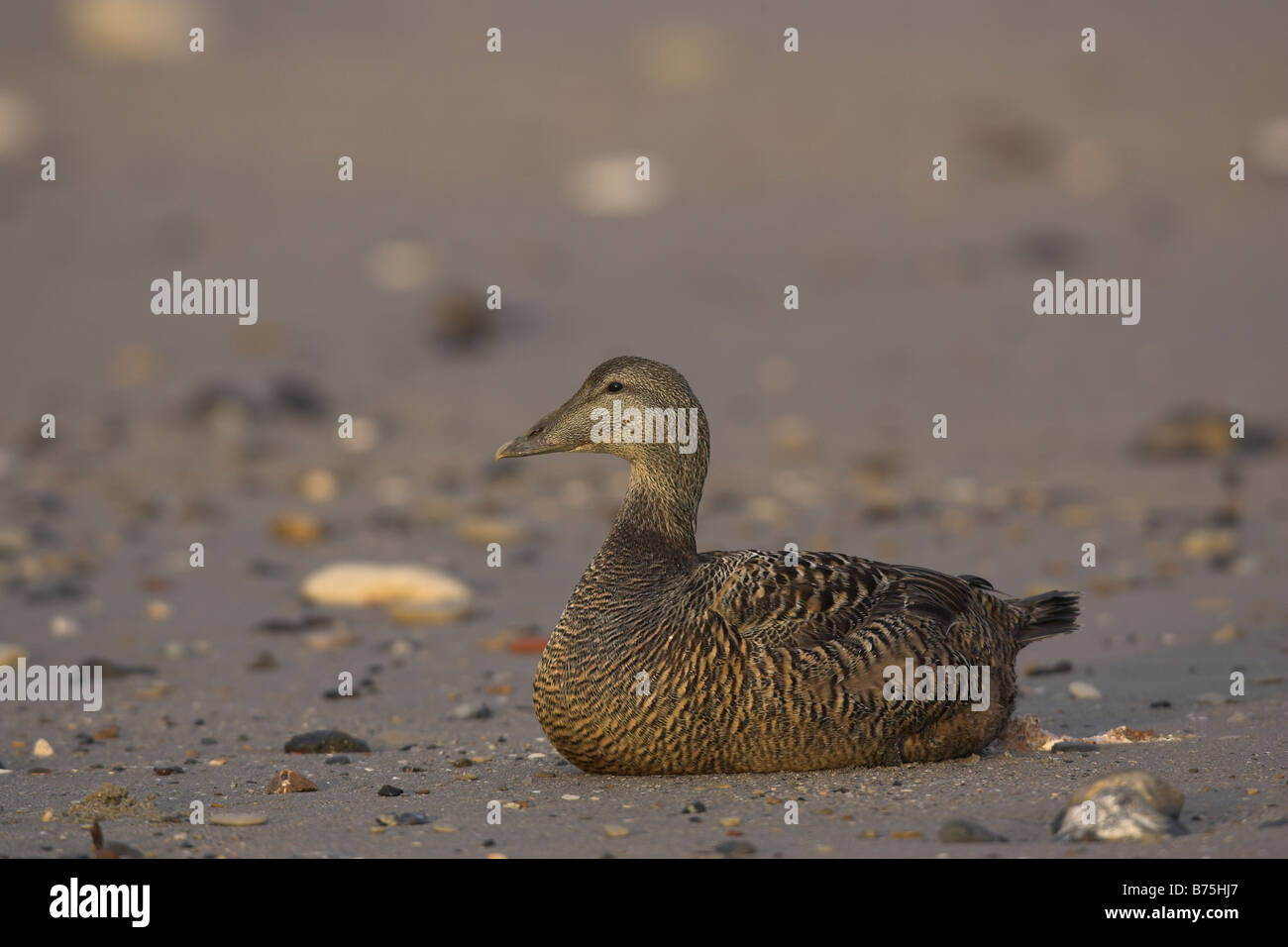 Eider goose hi-res stock photography and images - Alamy