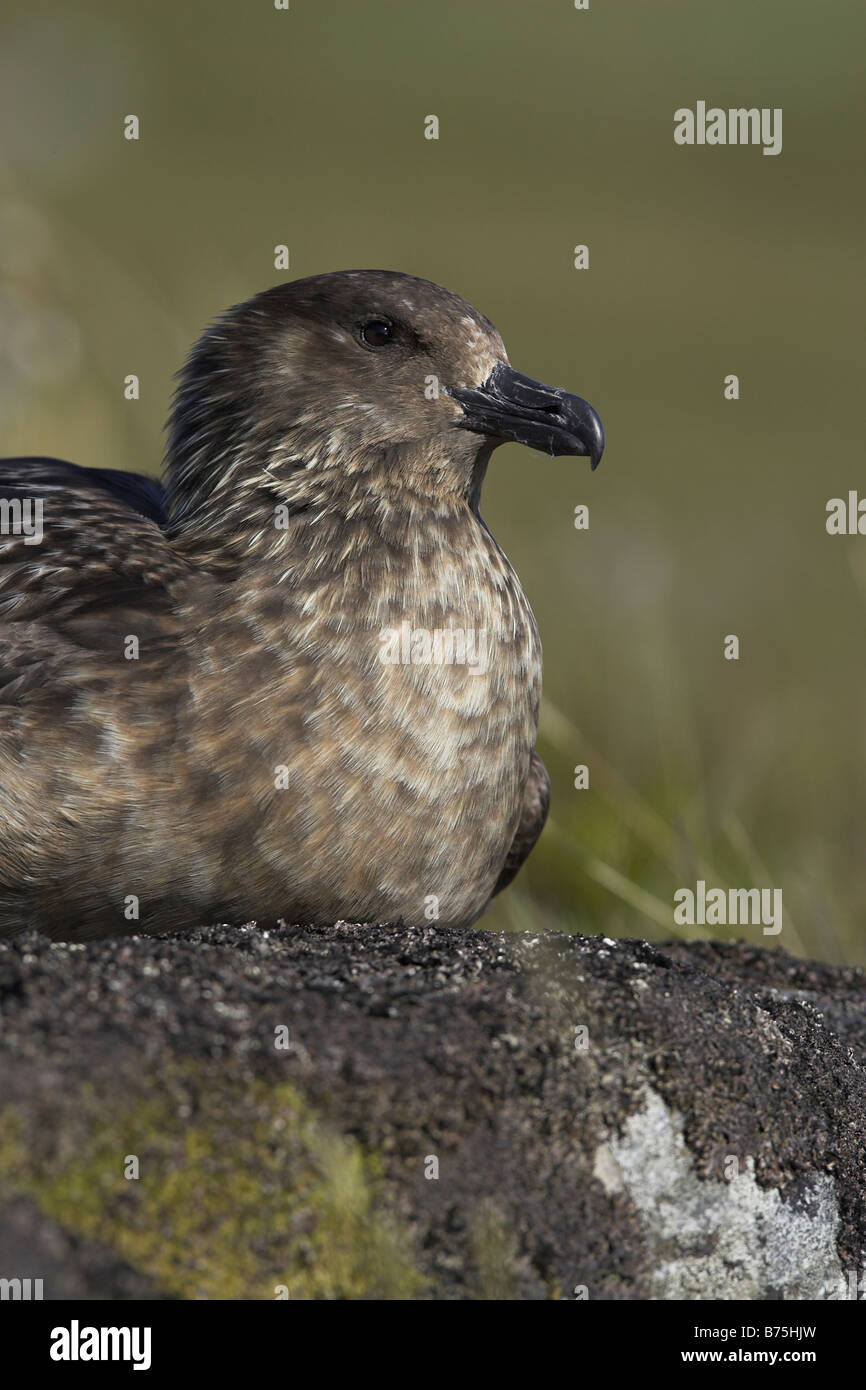Common skua hi-res stock photography and images - Alamy