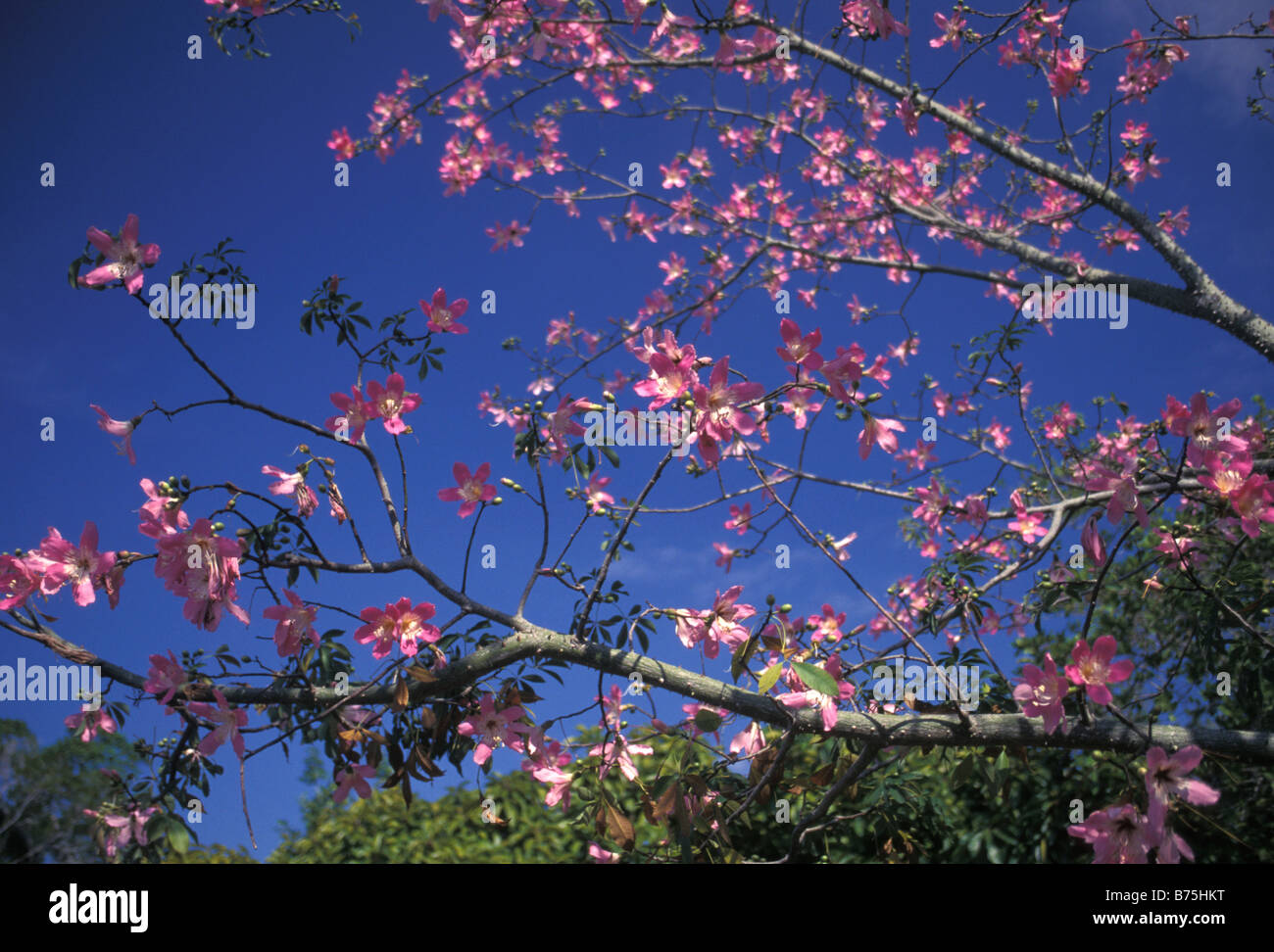chorisia tree in bloom Stock Photo - Alamy
