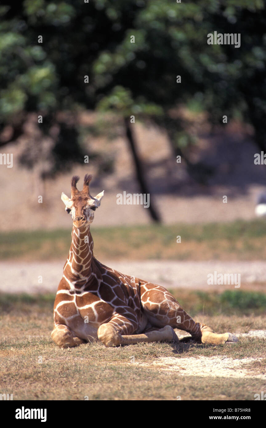 giraffe resting on ground with legs folded Stock Photo - Alamy