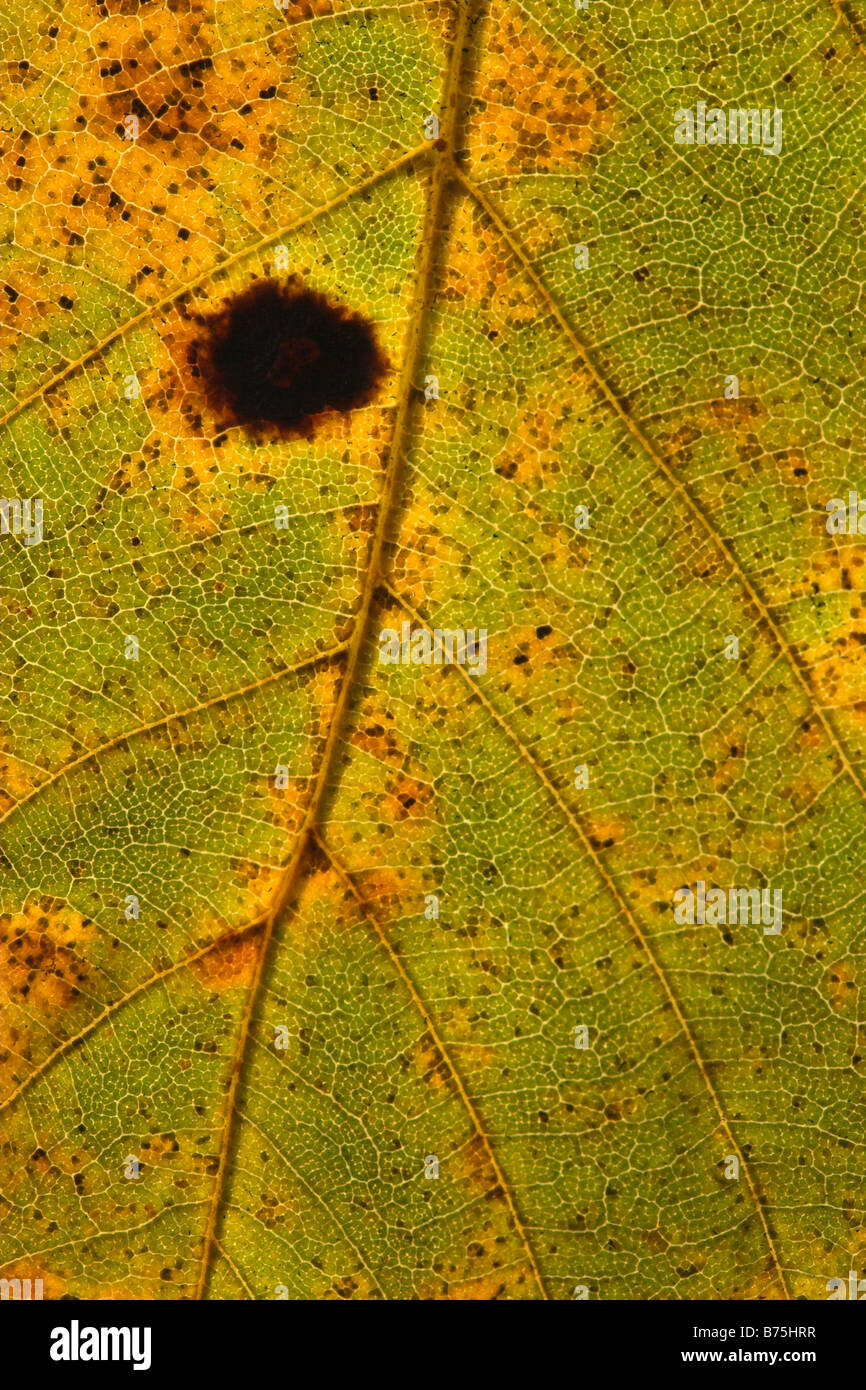 maple leaf close up detail autumn leaves structure leaf vein nervure ...