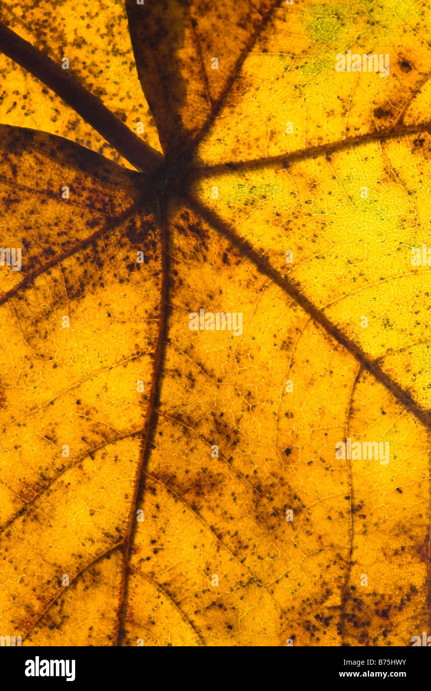 Nervure hi-res stock photography and images - Alamy