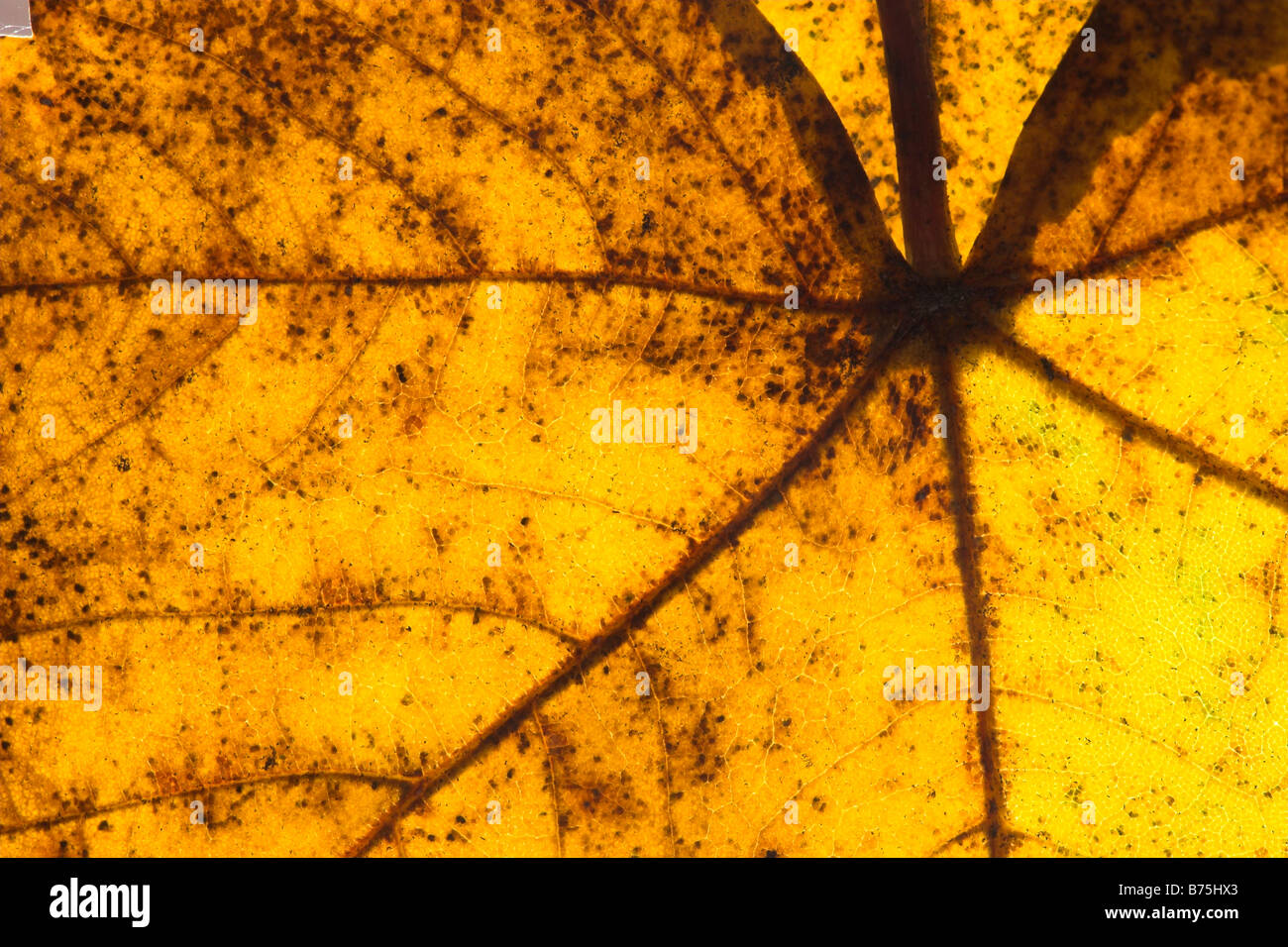 maple leaf close up detail autumn leaves structure leaf vein nervure ...