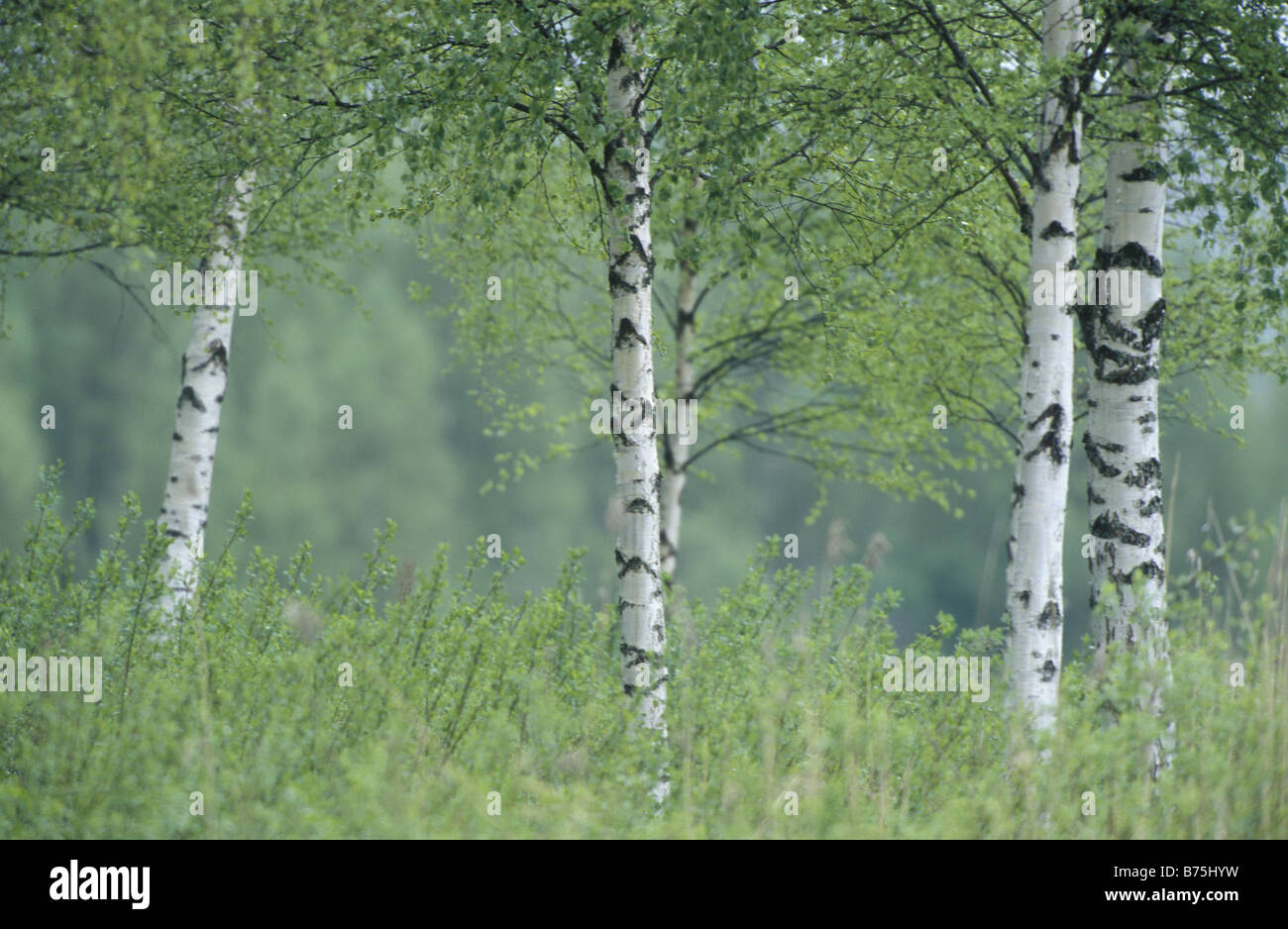 birch trees Betula plants Stock Photo - Alamy