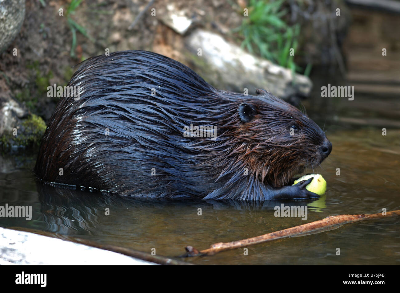 American Beaver Castor canadensis rodent germany Baden Wuerttemberg ...