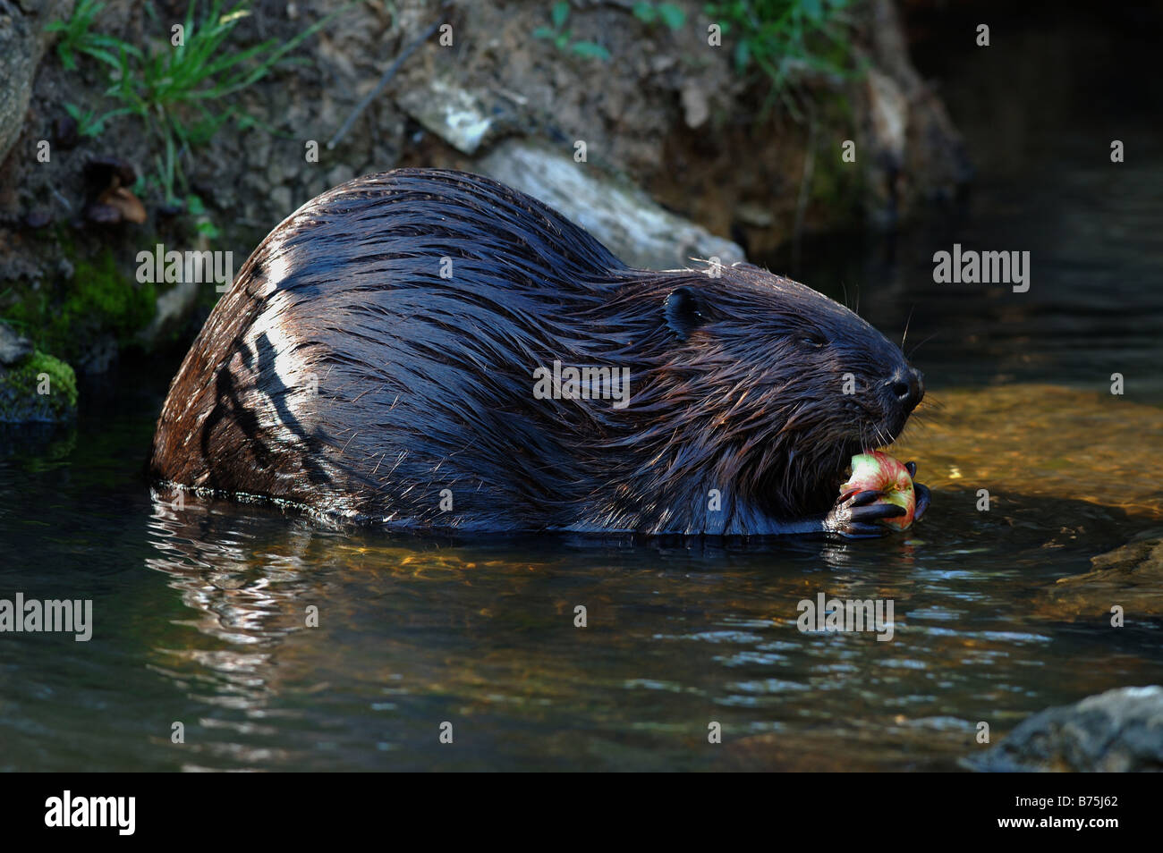 American Beaver Castor canadensis rodent germany Baden Wuerttemberg ...