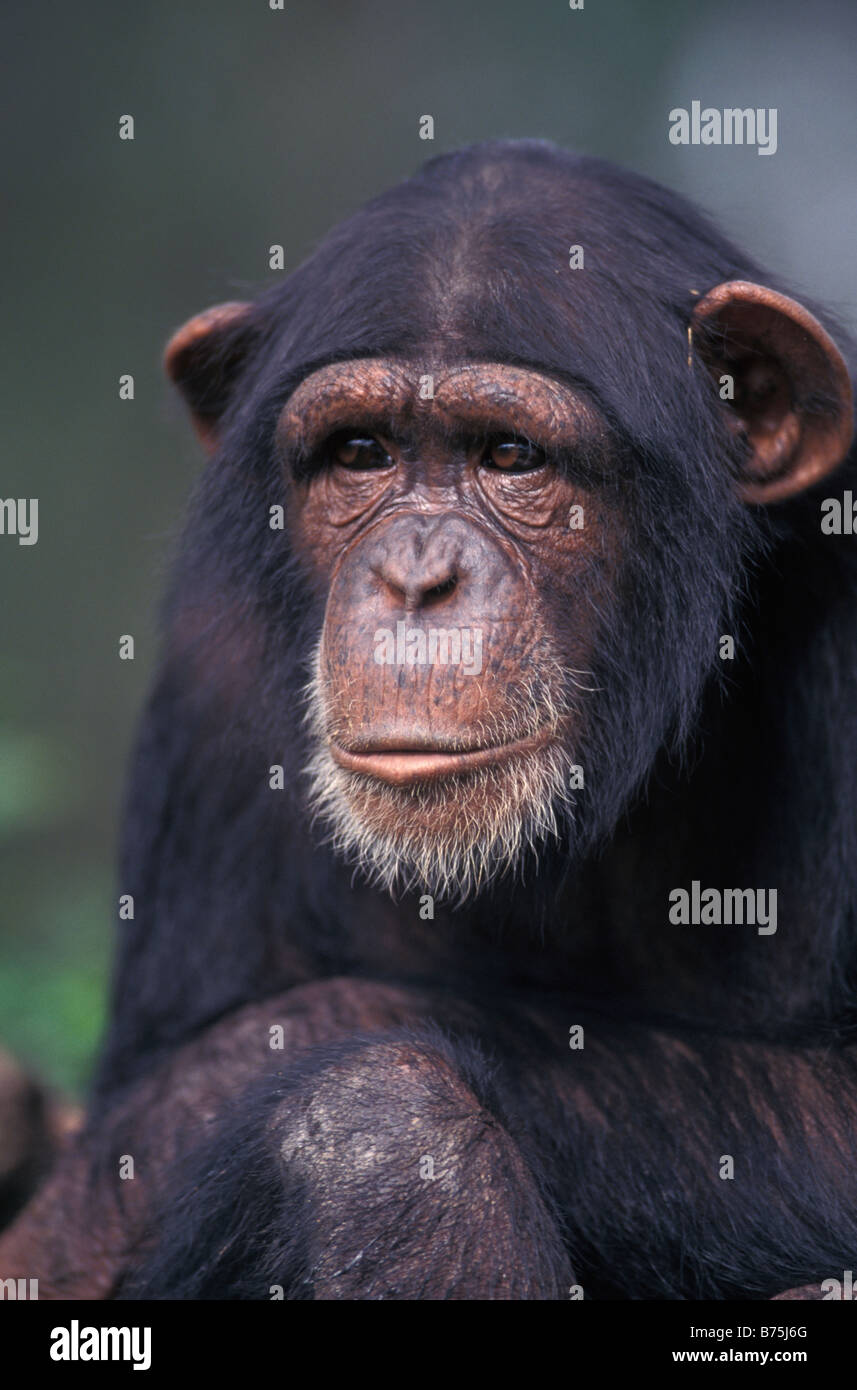 portrait view of chimpanzee Stock Photo - Alamy
