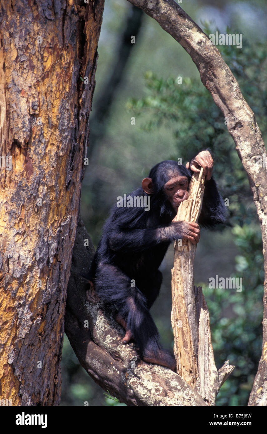 Chimp monkey hi-res stock photography and images - Alamy
