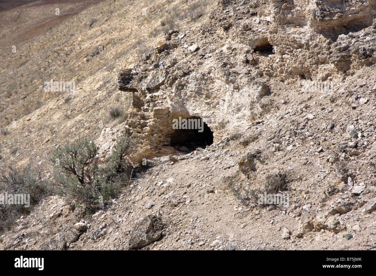 Coyote den hi-res stock photography and images - Alamy