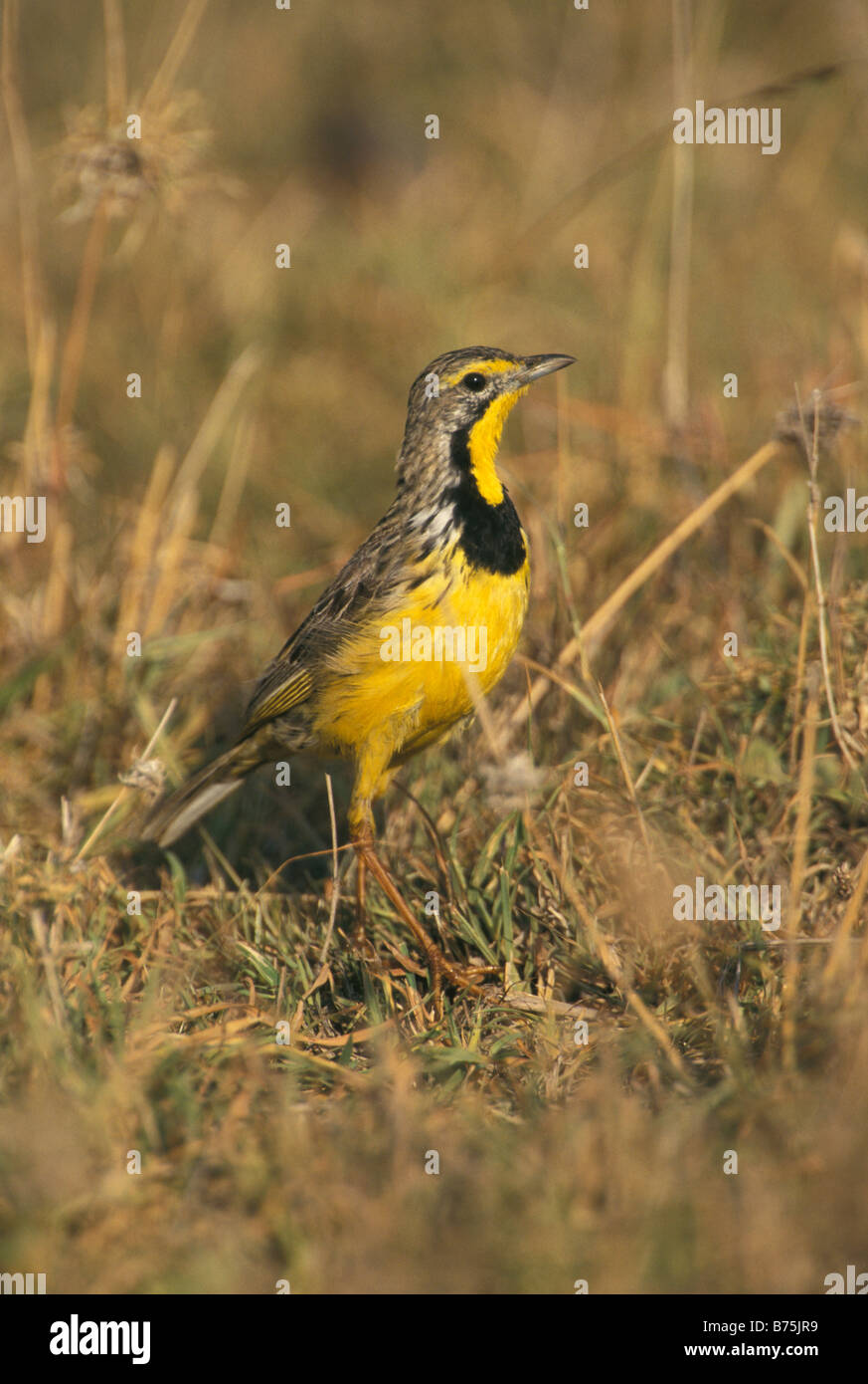 longclaw standing on ground Stock Photo - Alamy