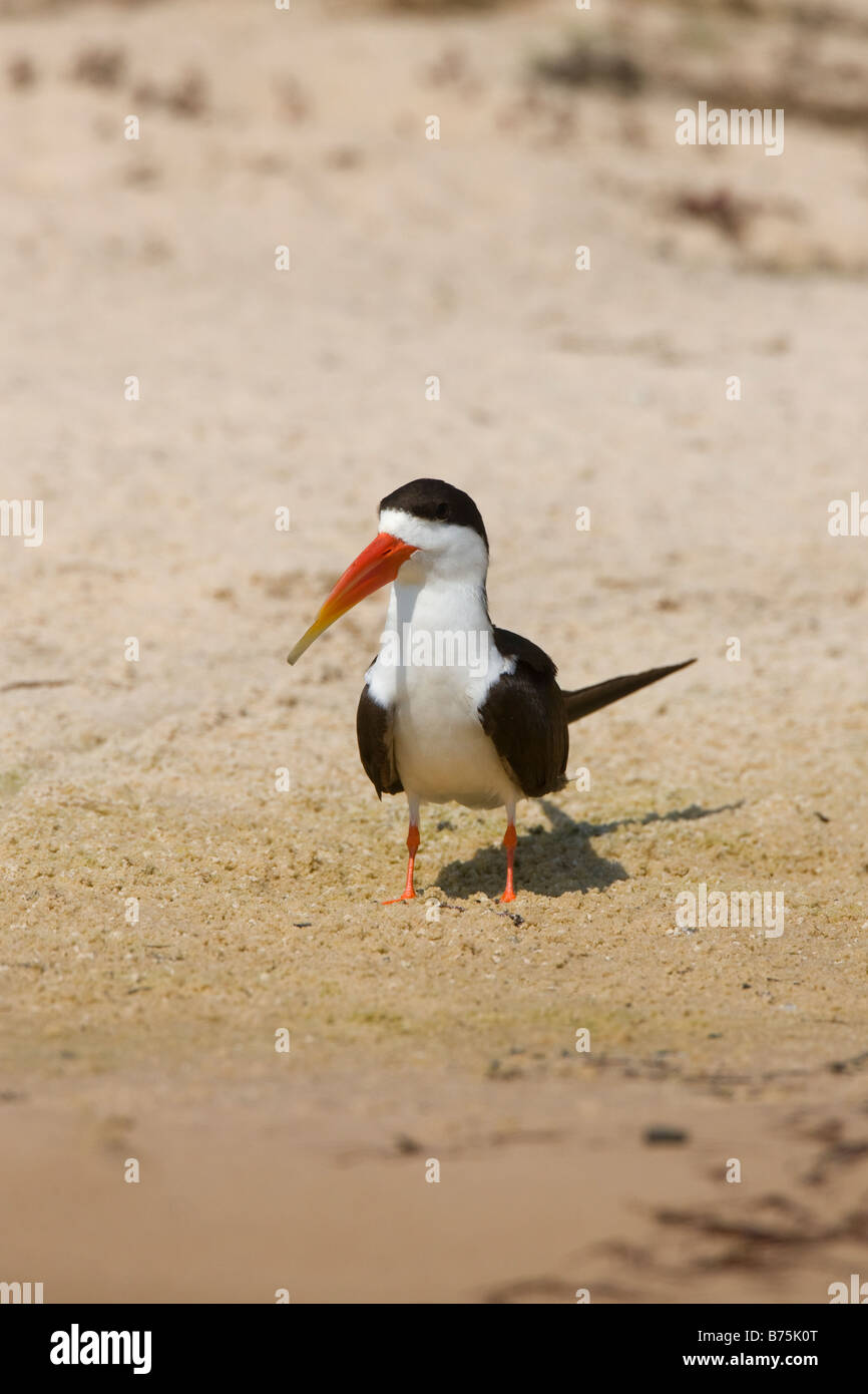 Skimmer on the beach hi-res stock photography and images - Alamy