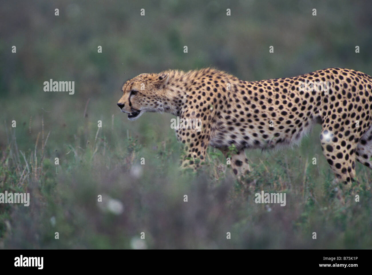 cheetah standing in grass Stock Photo - Alamy