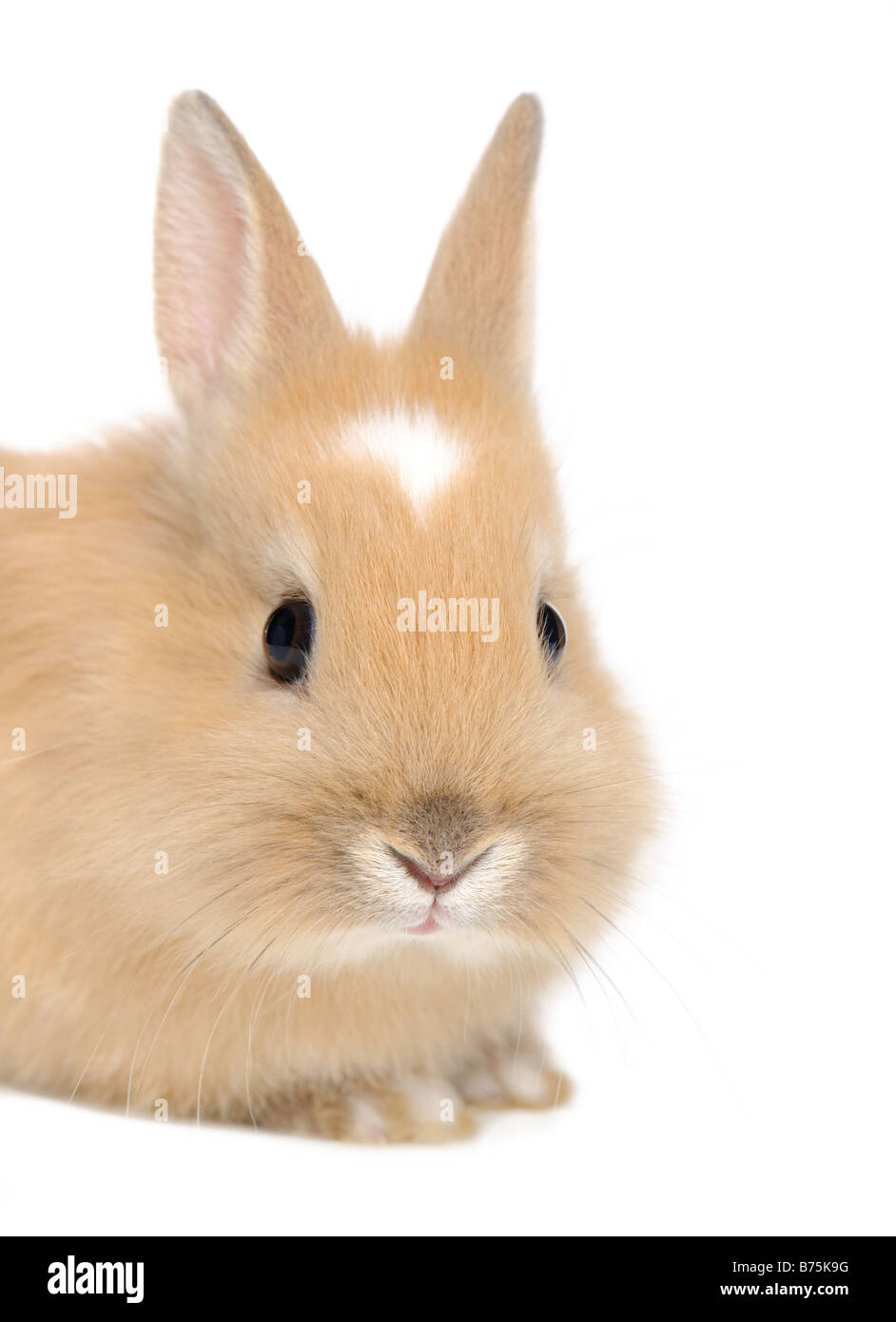 Cute White Baby Rabbit Wallpaper