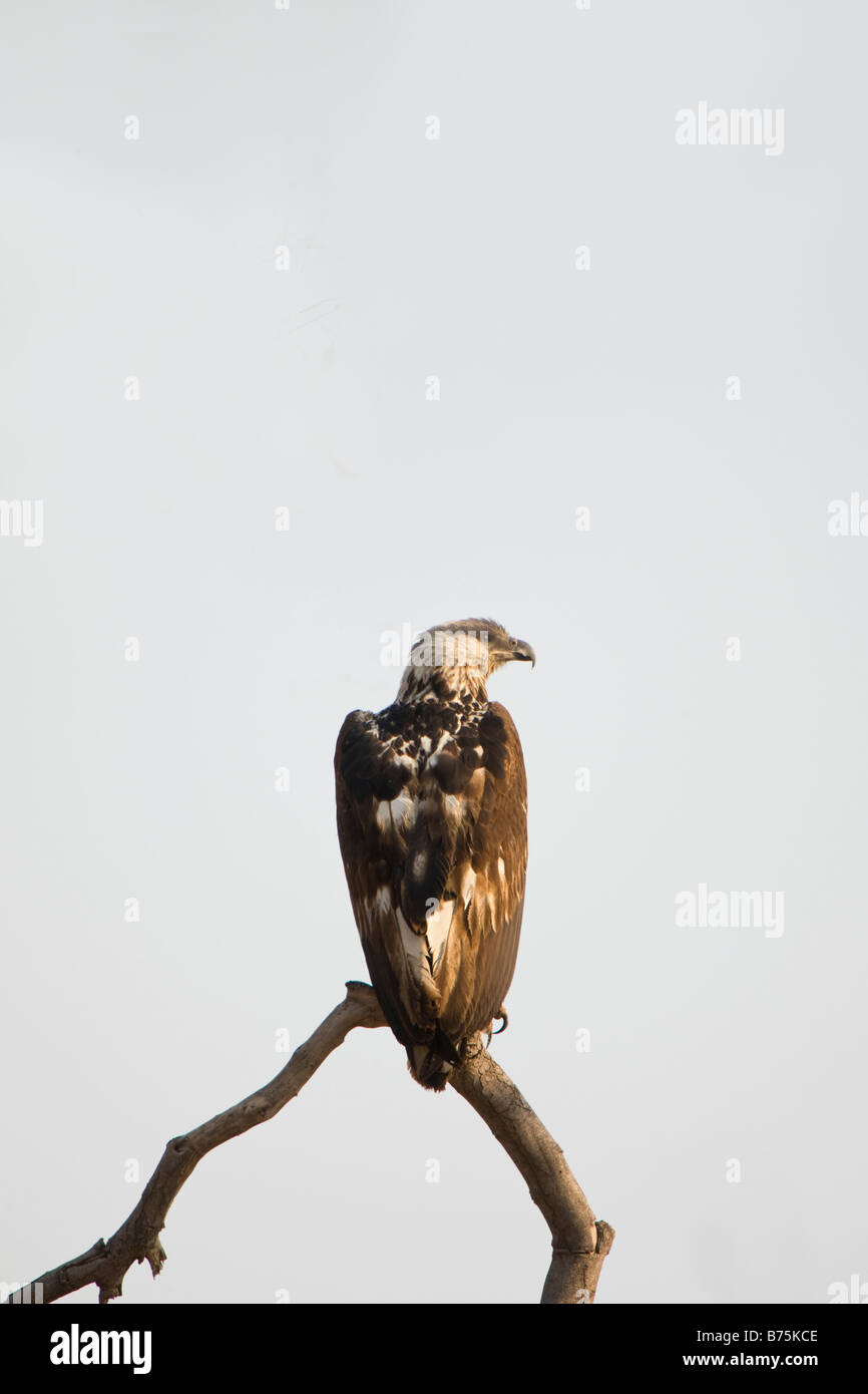 African hawk eagle aquila fasciatus hi-res stock photography and images ...