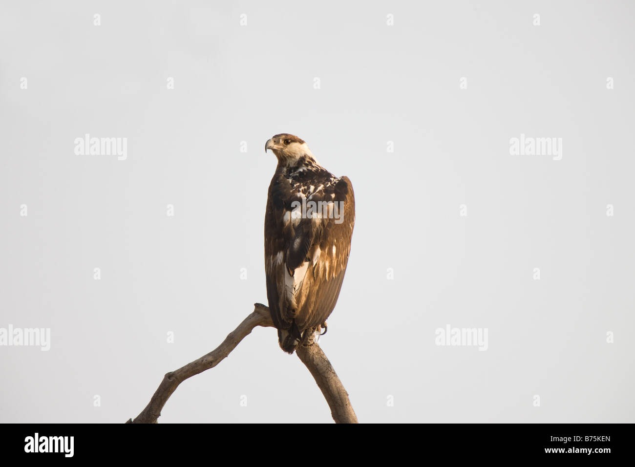 African Hawk-eagle, Mahenga Game Reserve, Namibia Stock Photo - Alamy