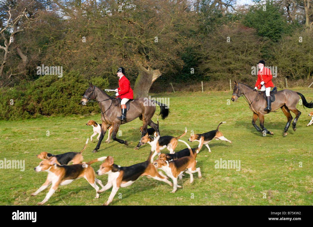 Fox hunting uk hi-res stock photography and images - Alamy