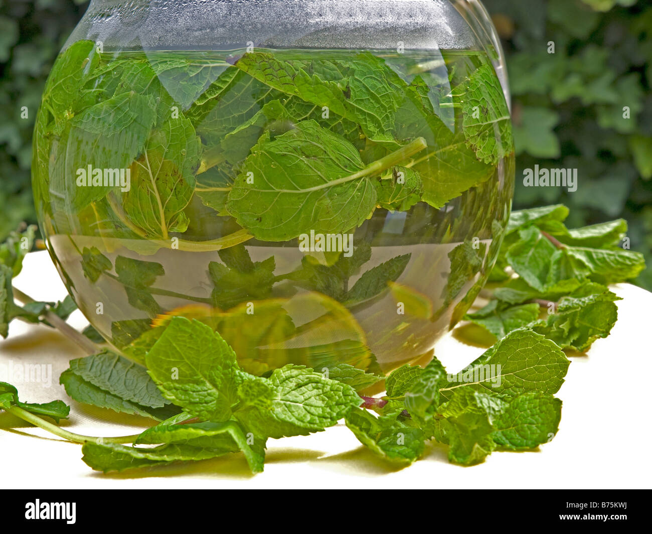 glass pot with peppermint tea fresh green leaves of mint swimming im ...