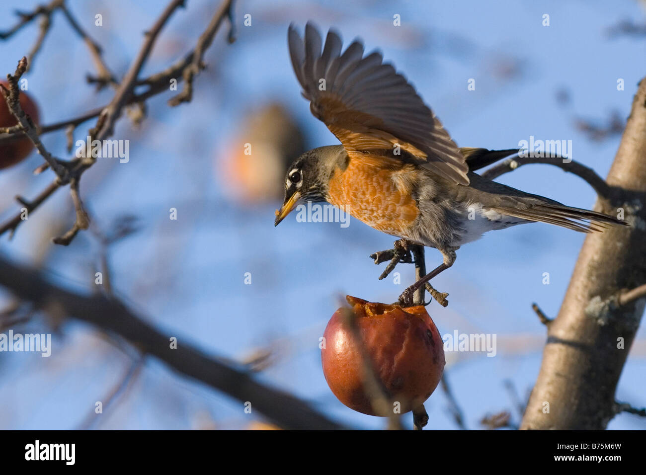 American Robin Landing