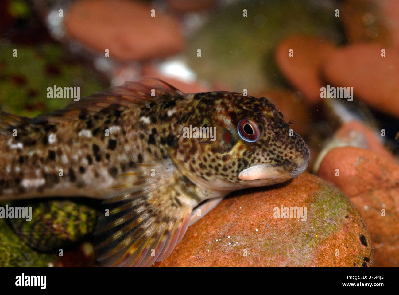 Shanny hi-res stock photography and images - Alamy