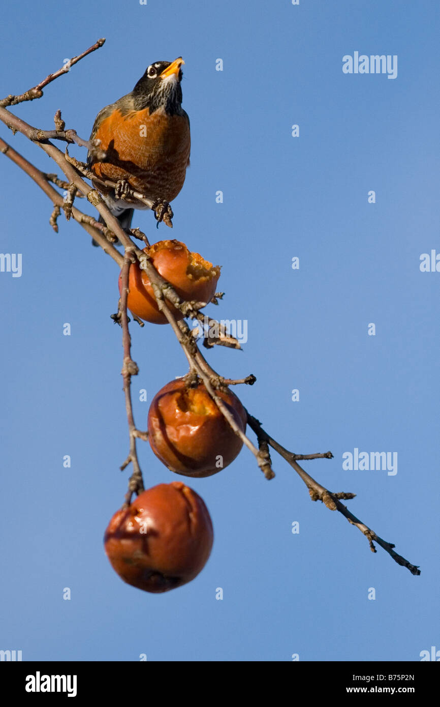 American robin on tree hi-res stock photography and images - Alamy