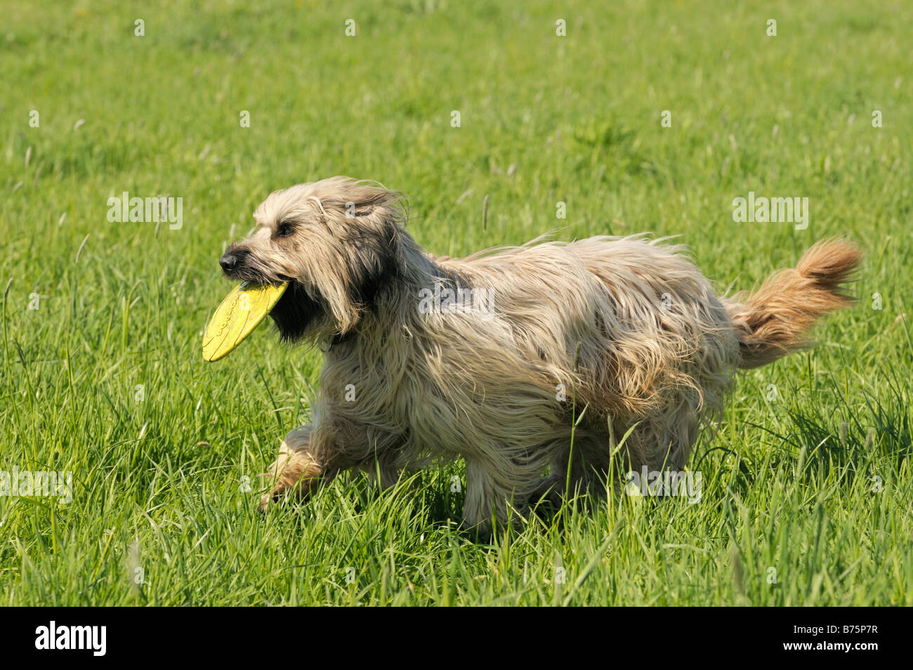 Berger de brie dogs in hi-res stock photography and images - Alamy