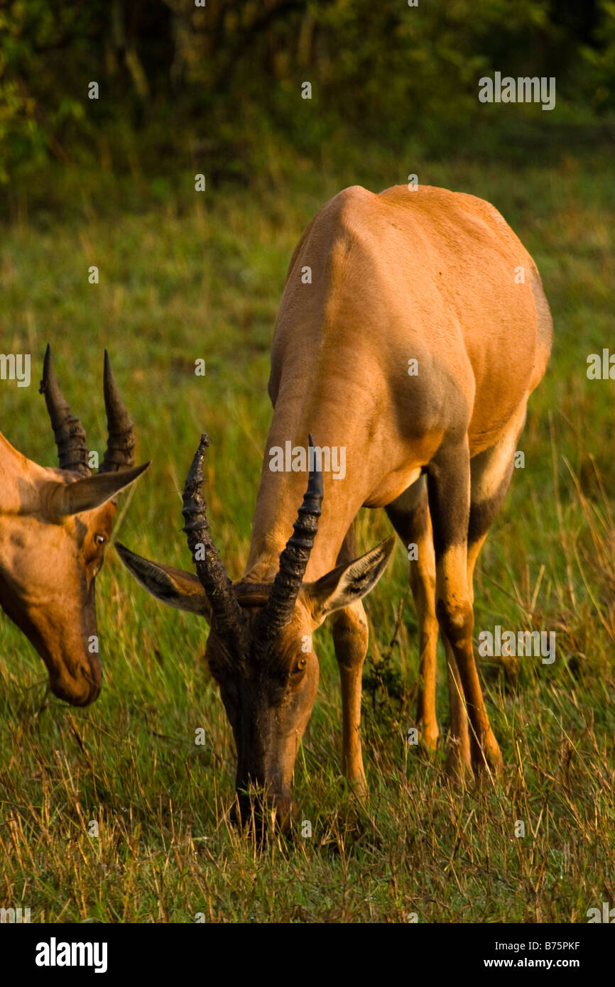 African topi hi-res stock photography and images - Alamy