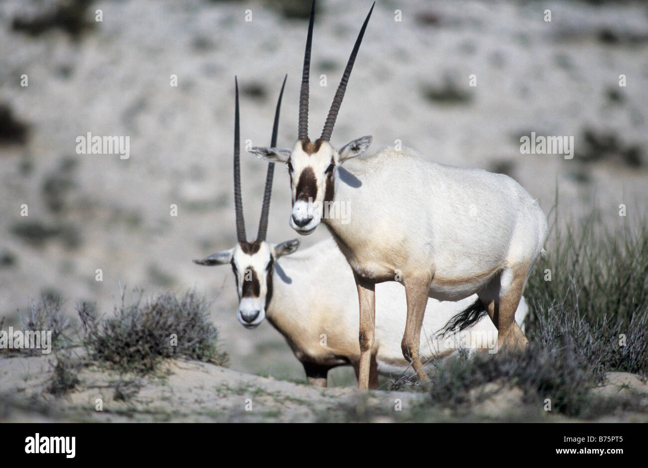 Arabain gulf hi-res stock photography and images - Alamy