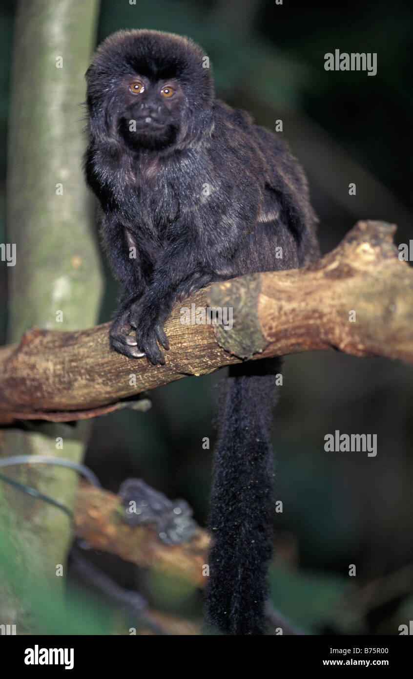 marmoset sitting on tree limb Stock Photo - Alamy