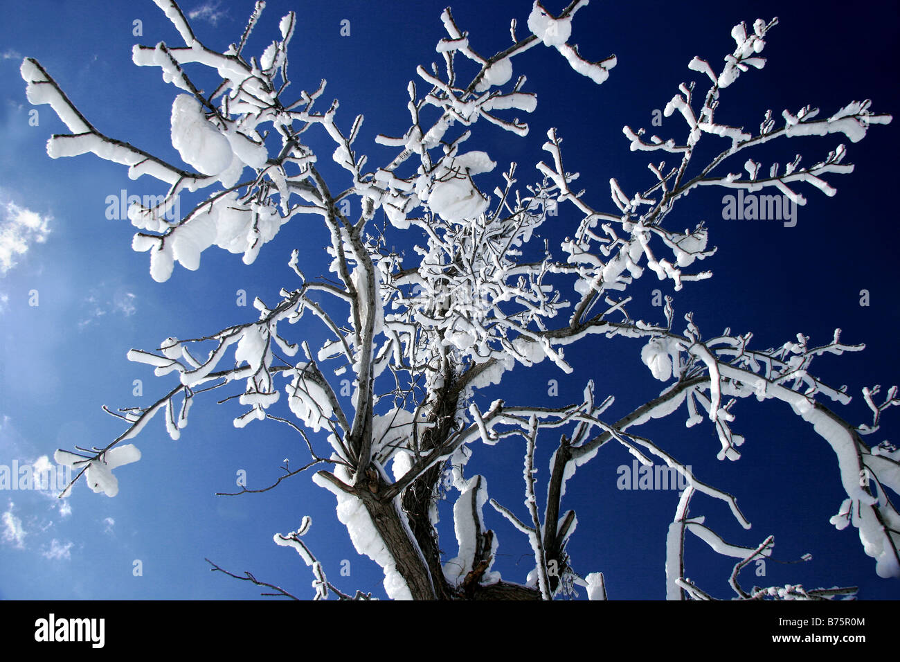 Frozen Tree with Deep Blue Sky Stock Photo - Alamy