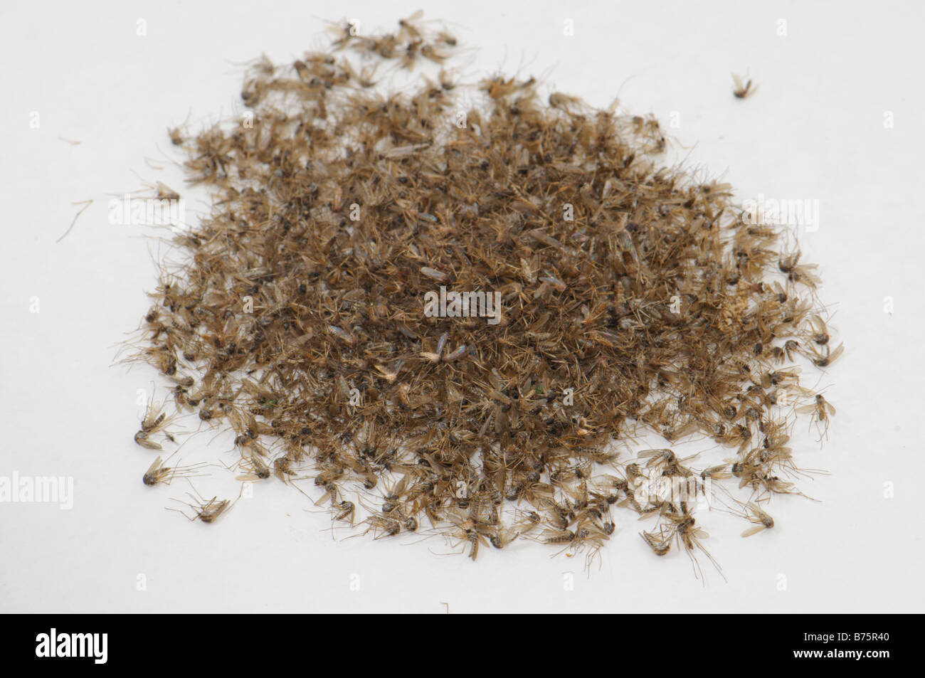 Dead mosquito pile hi-res stock photography and images - Alamy